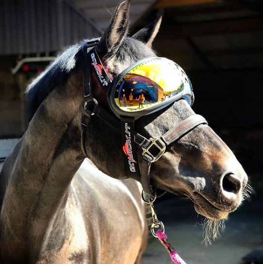 eVysor - UV Horse Riding Goggles! - Trail Riding, Skijoring, Endurance ...